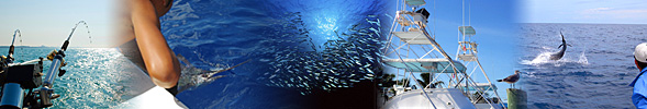 Bionic Bait - Home of the Bionic Ballyhoo