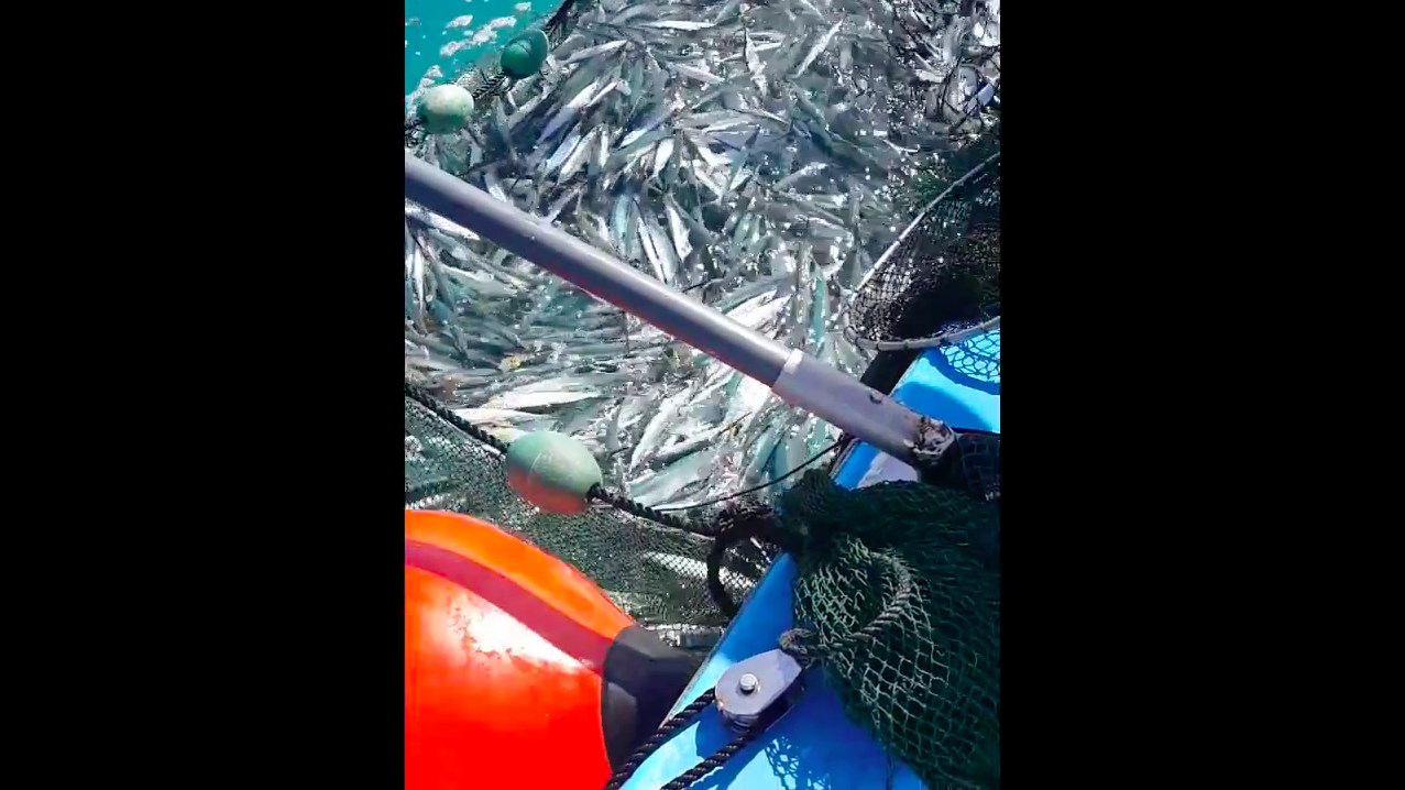 Bionic Bait | Bionic Bait